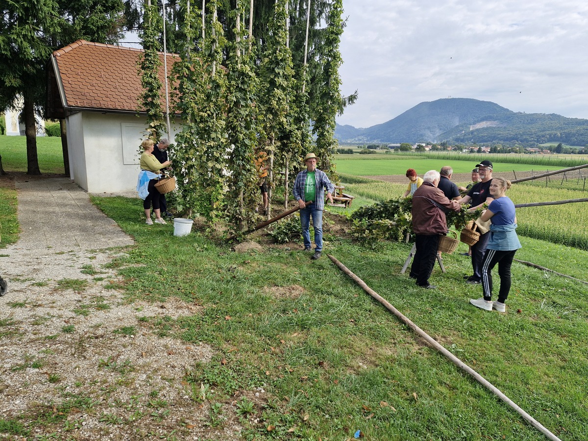 Veselo obiranje - braslovce.si